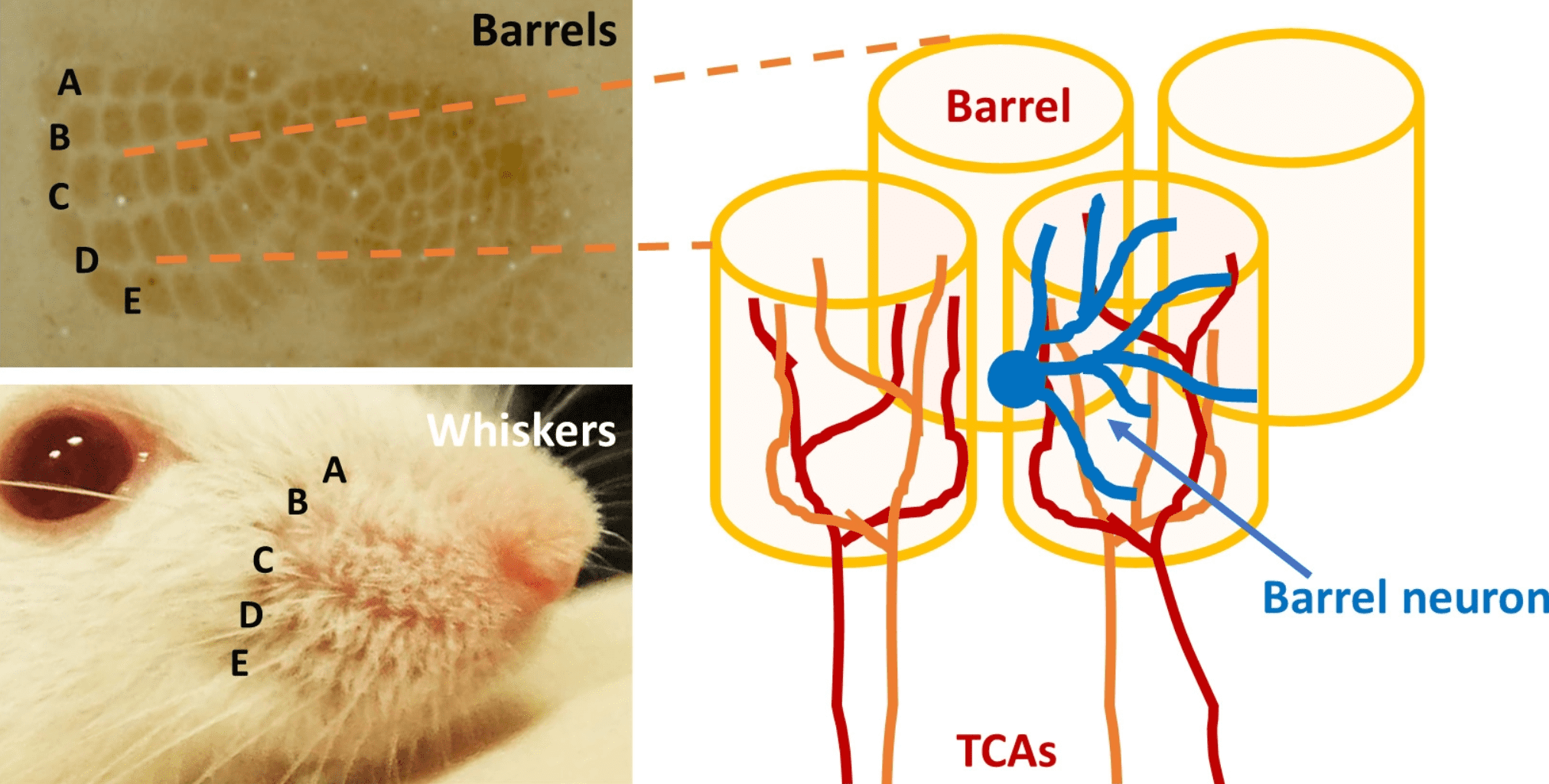 Whisker Experiment for the Optogenetics Biopotential Telemeter | ADInstruments